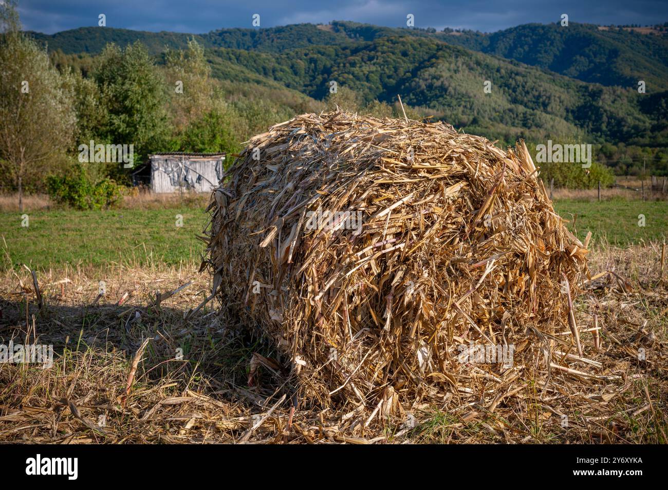 Round bale of chopped corn stalks, chopped corn texture Stock Photo - Alamy