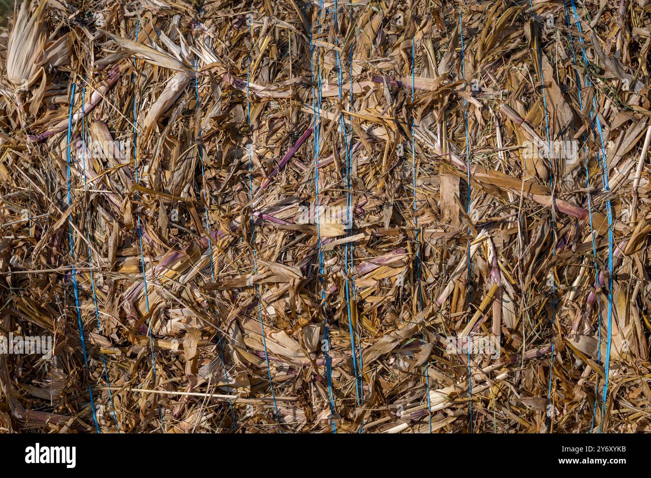 Round bale of chopped corn stalks, chopped corn texture Stock Photo - Alamy
