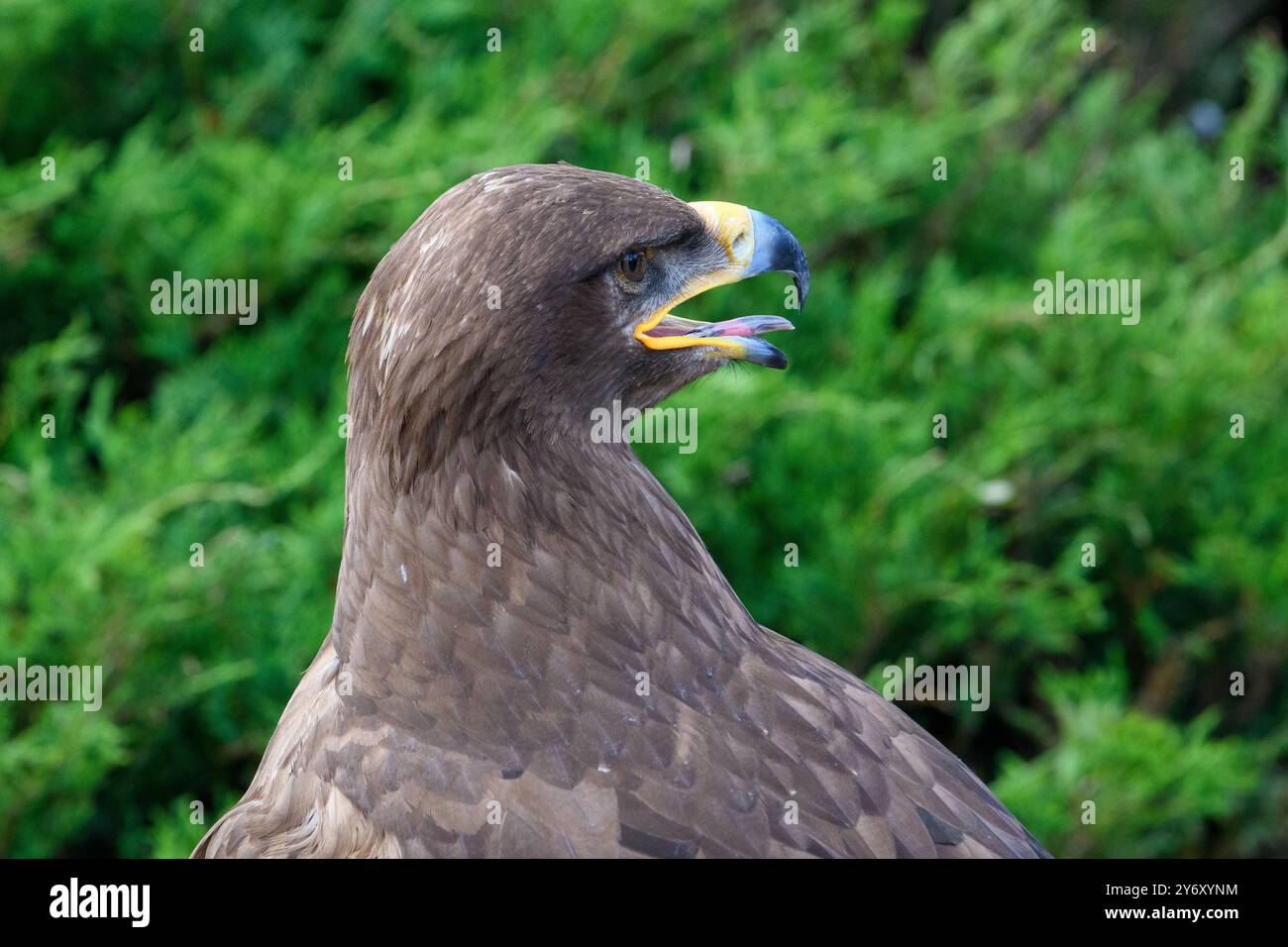 Eagle natural habitat hi-res stock photography and images - Alamy