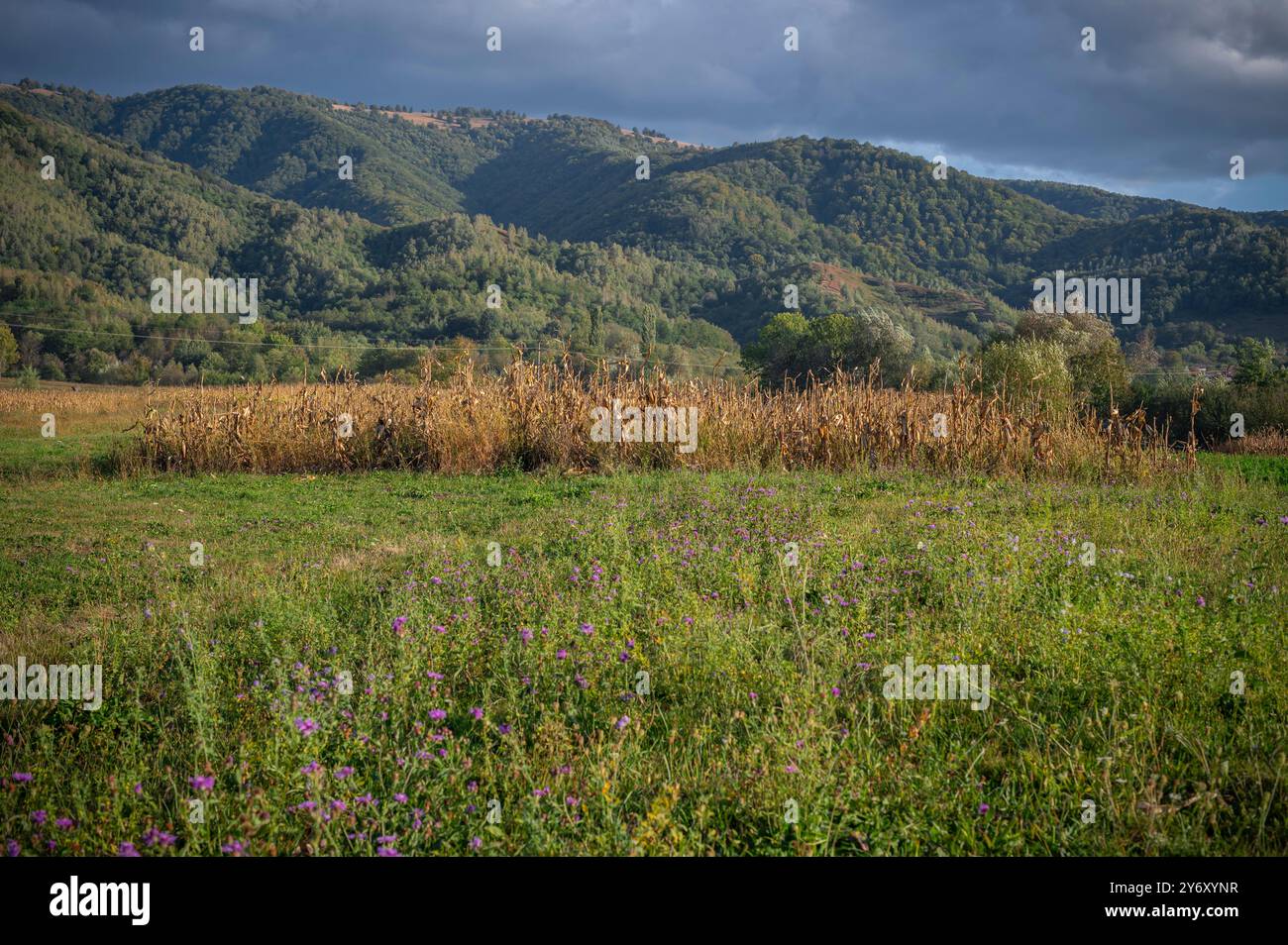 rustic autumn landscape with corn field and hills in the background ...