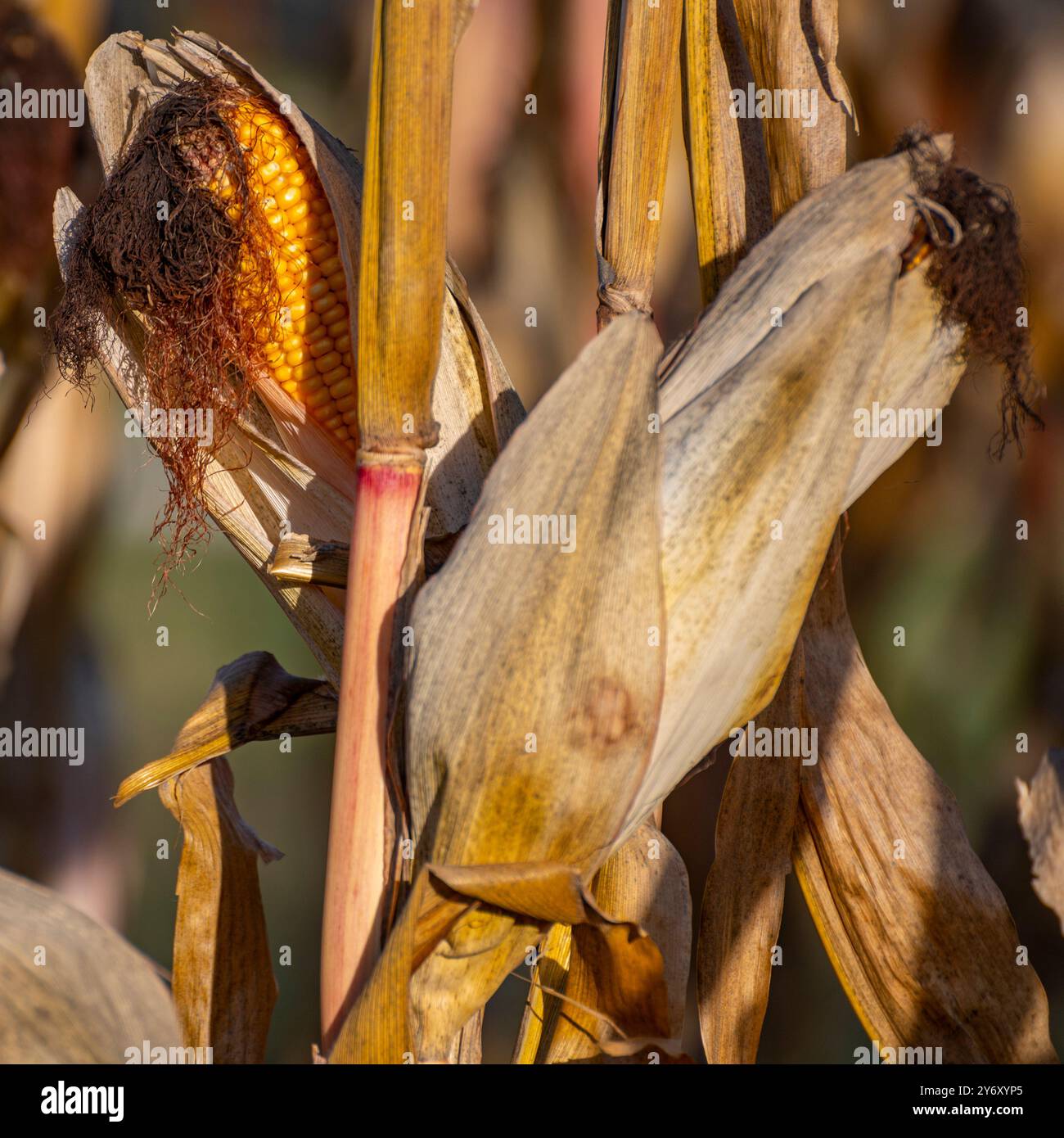 Golden dried corn stalks stand hi-res stock photography and images - Alamy