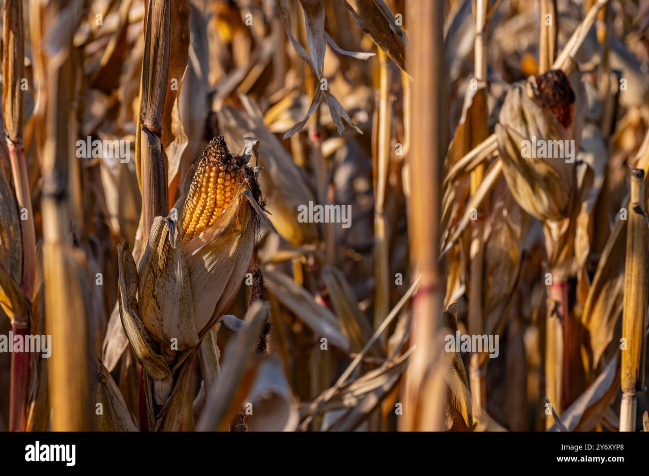 Golden dried corn stalks stand hi-res stock photography and images - Alamy