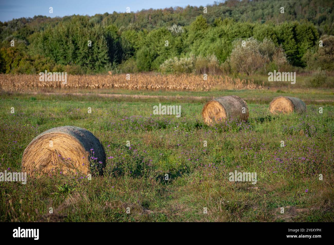 Rustic autumn landscape with corn field and round hay bales with hills ...