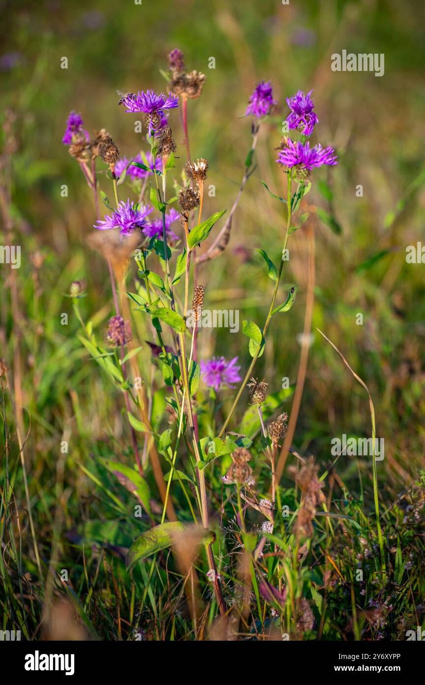 A cluster of purple alfalfa flowers thriving in a lush meadow. Alfalfa ...