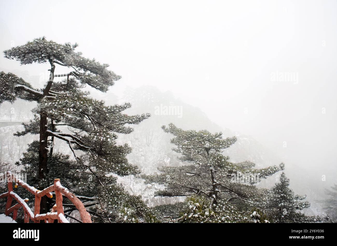 Pine trees covered with fresh snow. Mount Huangshan. Anhui province ...