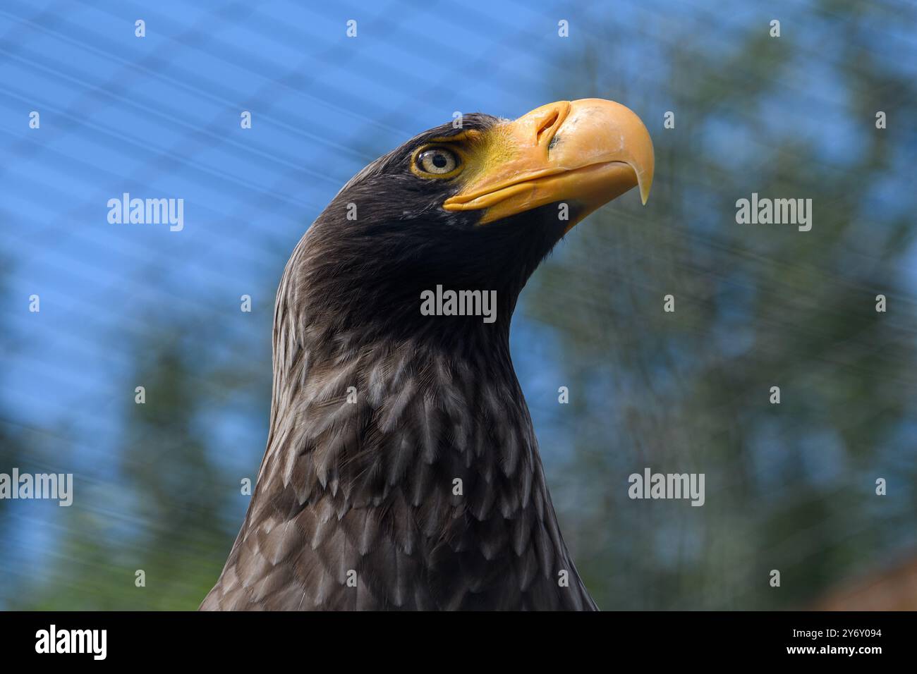 Eagles keen gaze hi-res stock photography and images - Alamy