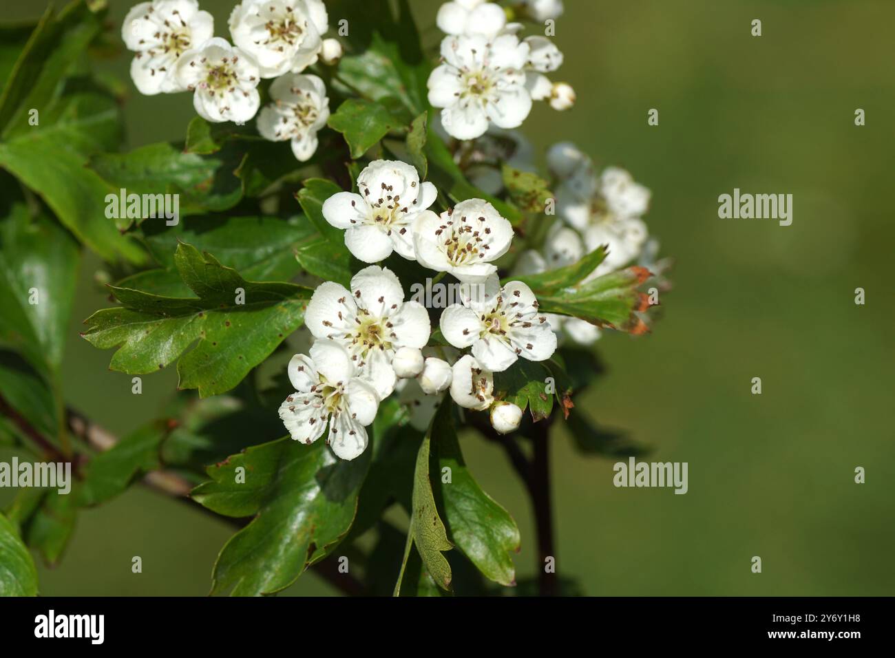Close up white flowers of common hawthorn, one-seed hawthorn (Crataegus ...