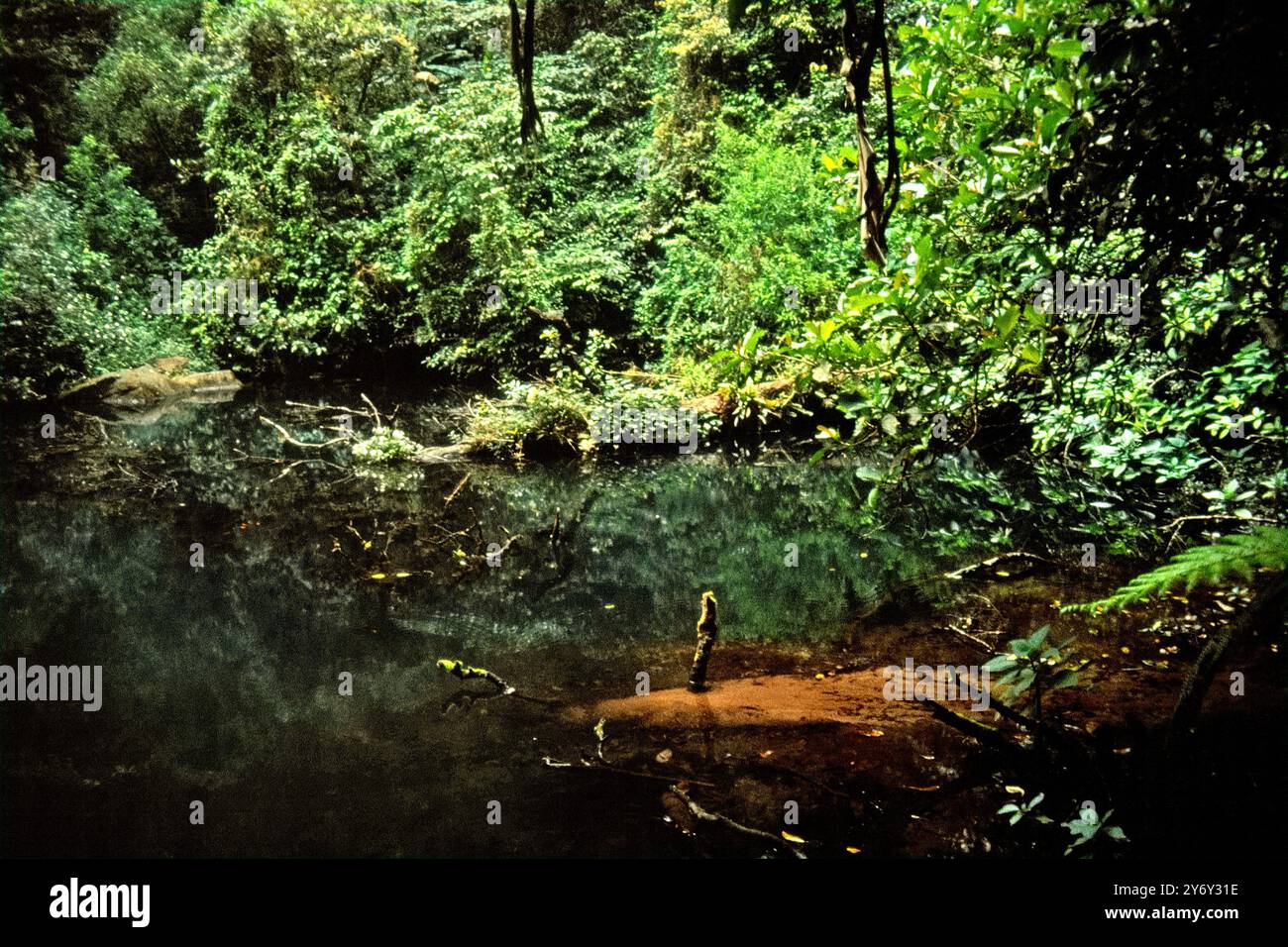 Flooded groundcover hi-res stock photography and images - Alamy