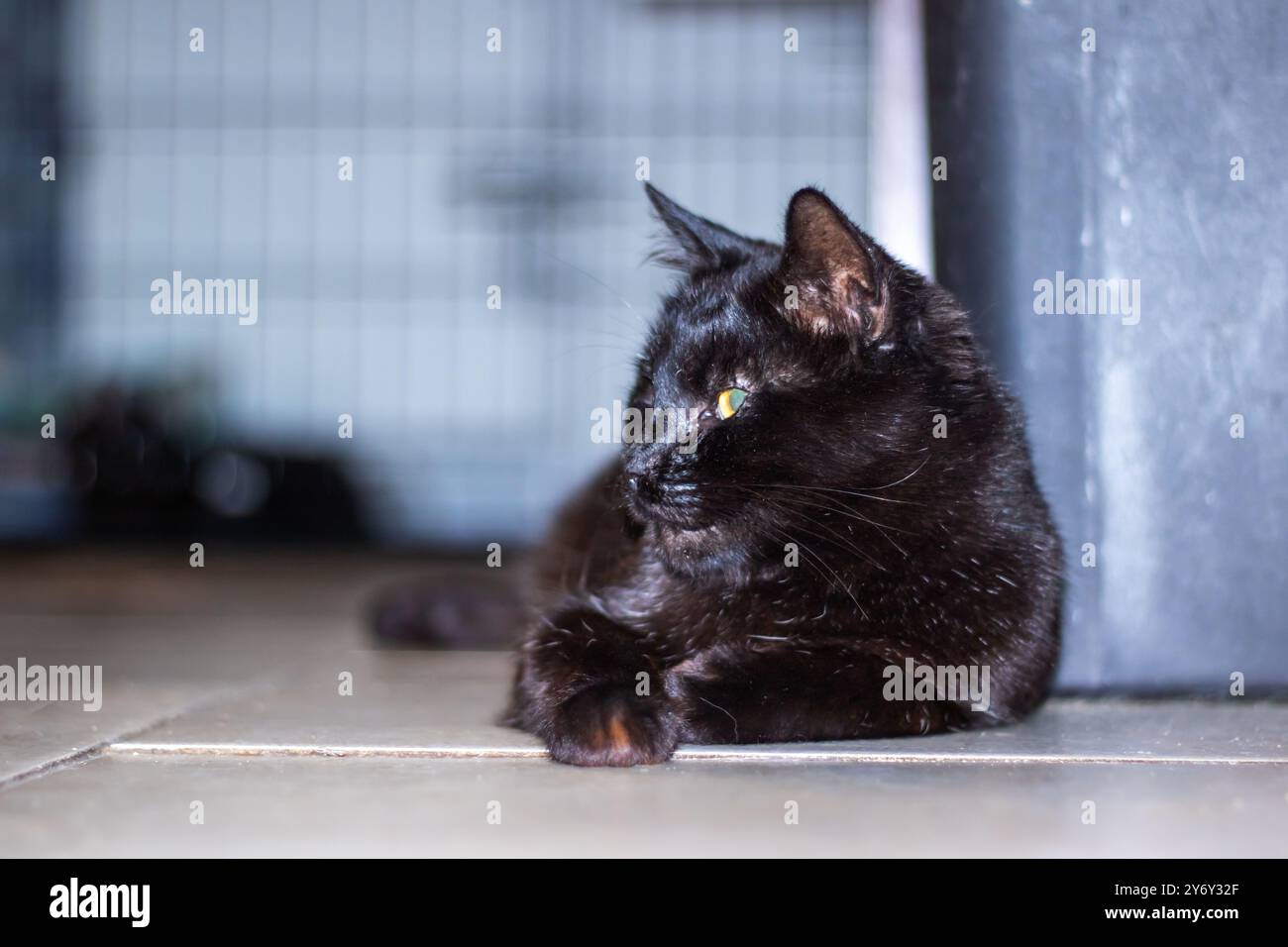 A closeup of a Bombay cat, a small to mediumsized black cat with yellow ...