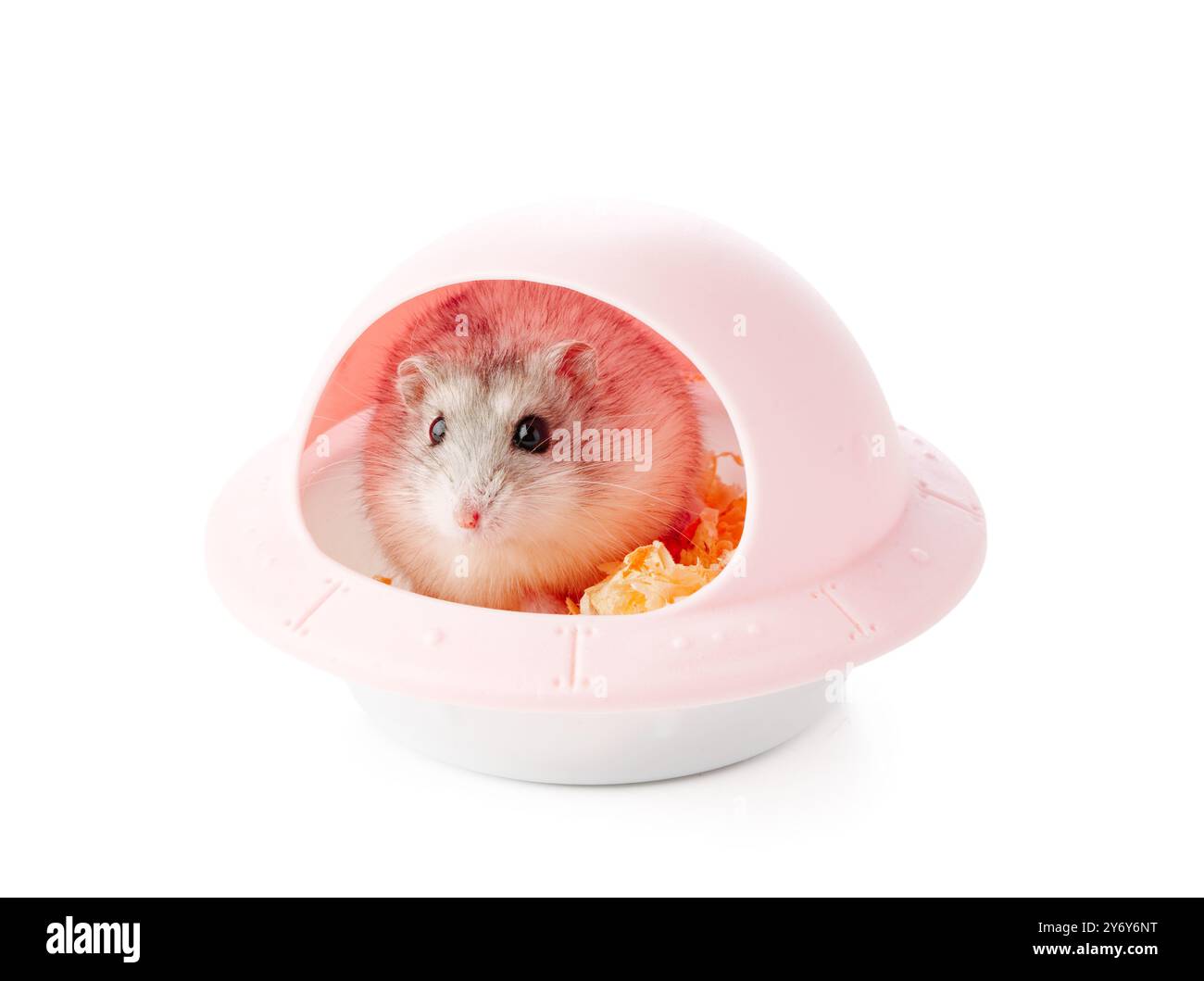 A curious hamster peeks out from its cozy habitat filled with bedding ...