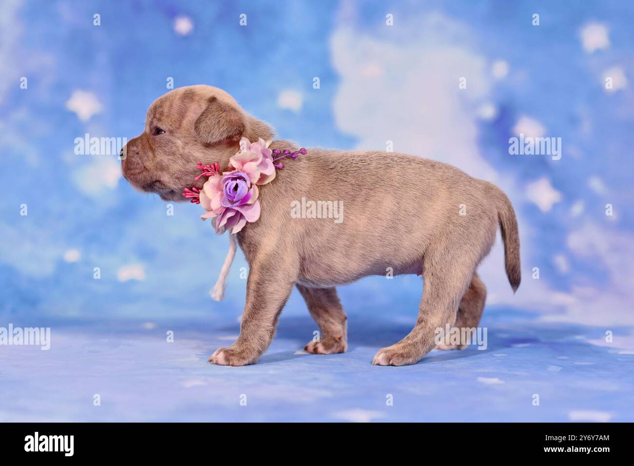 Example of responsible breeding of a French Bulldog dog puppy with ...