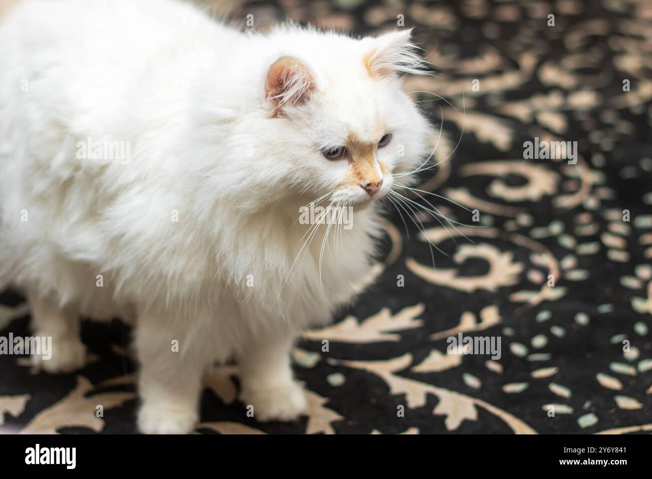 A small to mediumsized Felidae carnivore with fawn fur, whiskers, and a ...
