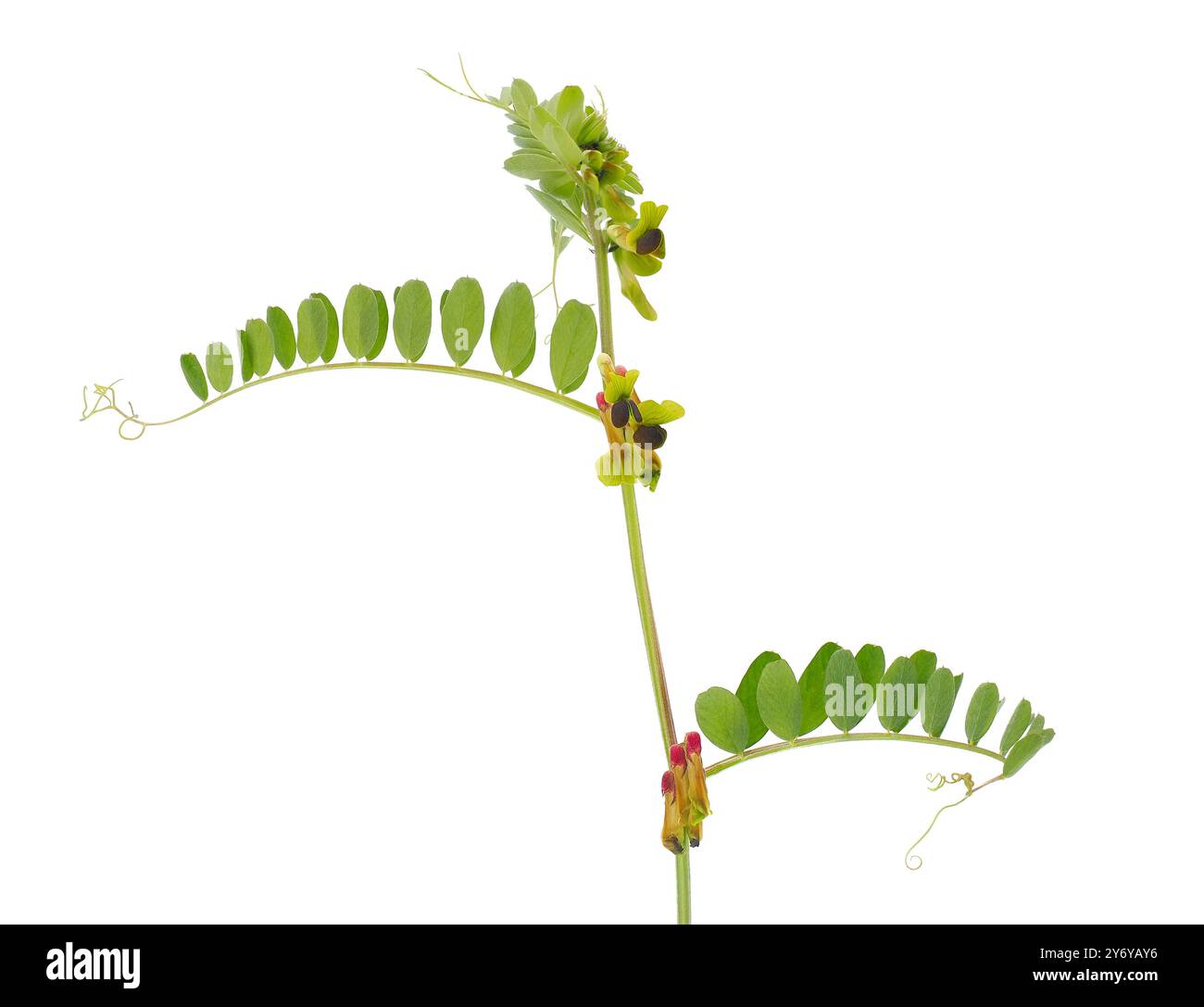 Black eyed vetch plant hi-res stock photography and images - Alamy