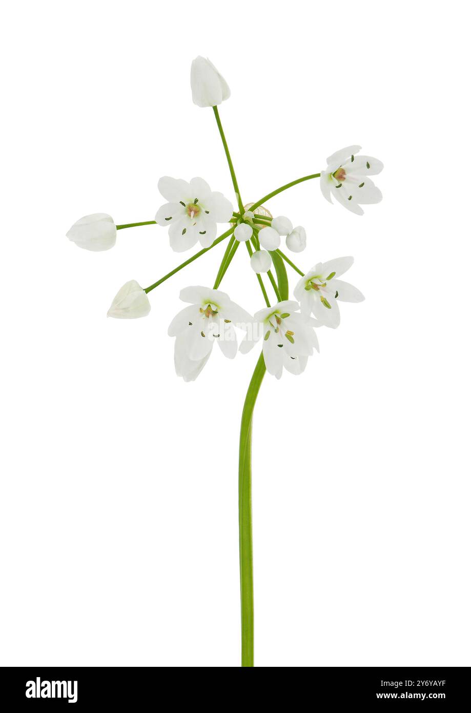 White garlic plant isolated on white background, Allium neapolitanum ...