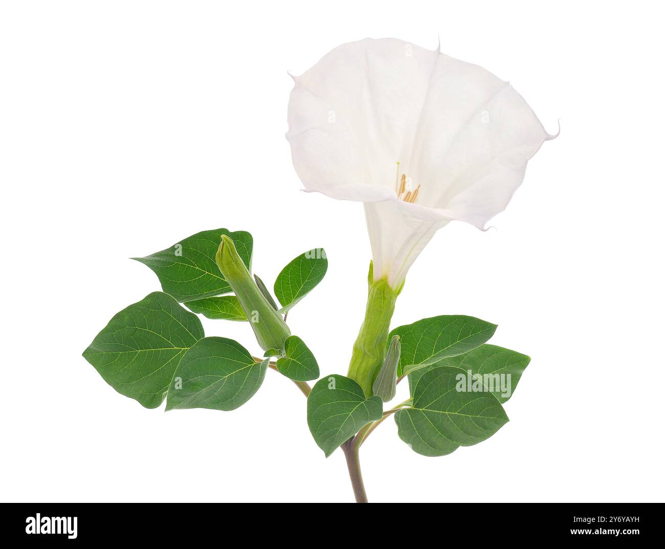 Angel’s trumpet plant isolated on white background, Datura innoxia ...