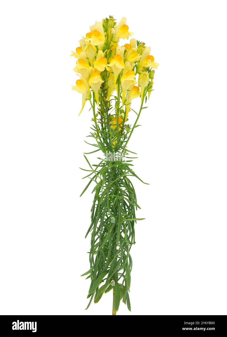 Lesser Butter-and-eggs plant isolated on white background, Linaria ...