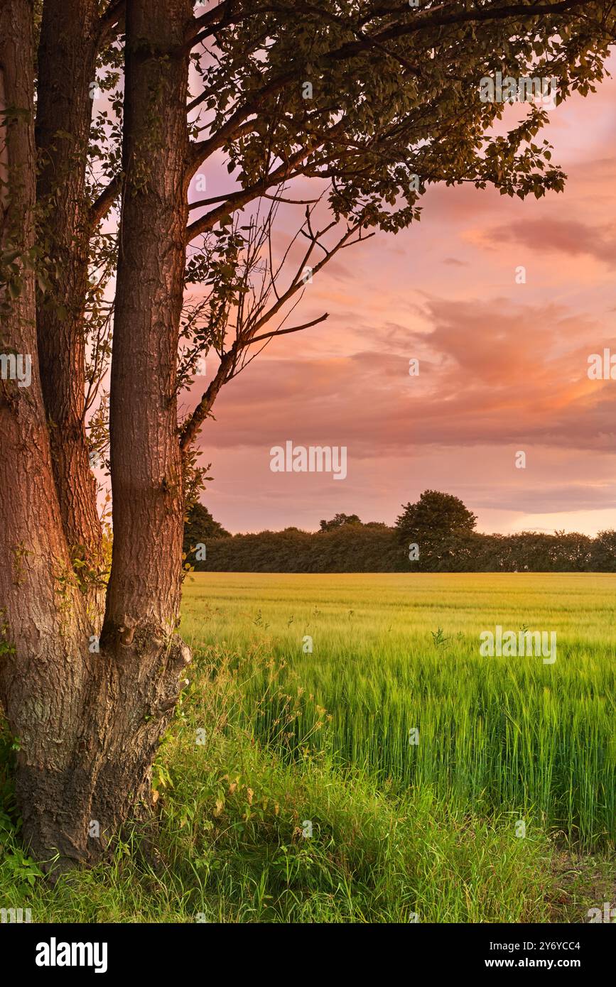 Sunset sky, field or tree in nature for landscape, wallpaper or peace ...