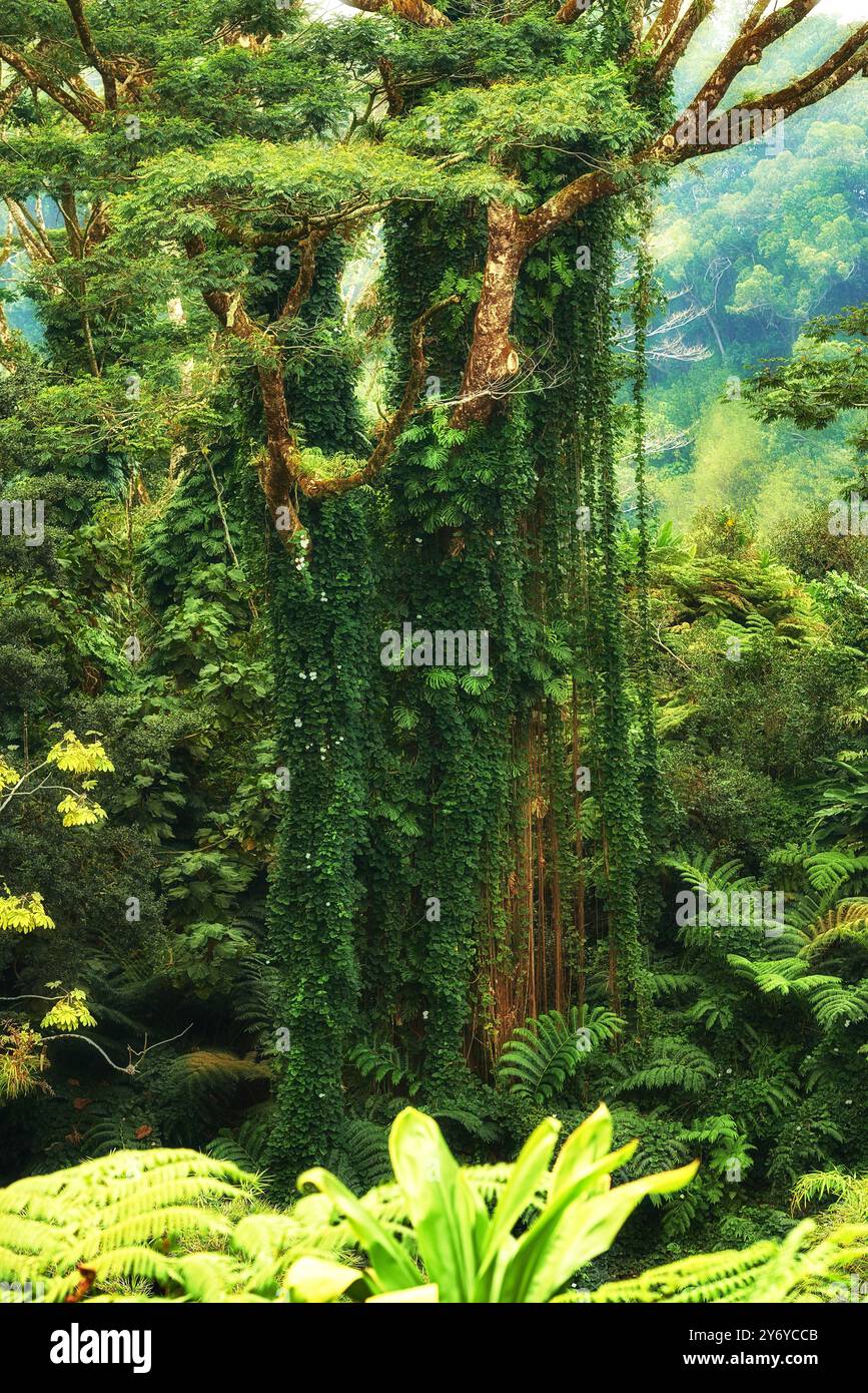 Green, forest and trees in nature for ecosystem, environment growth and ...