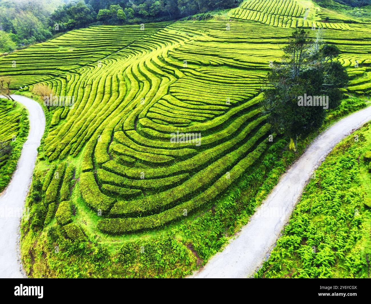 Aerial View over "Cha Gorreana" tea plantation on the island of São ...