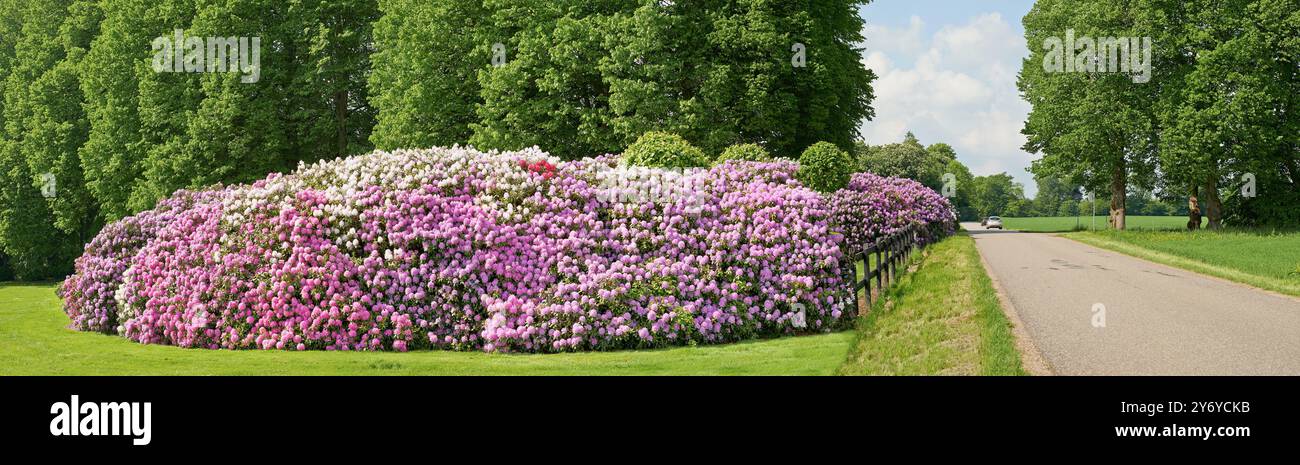 Nature, bush and environment with flowers in park for sustainability ...