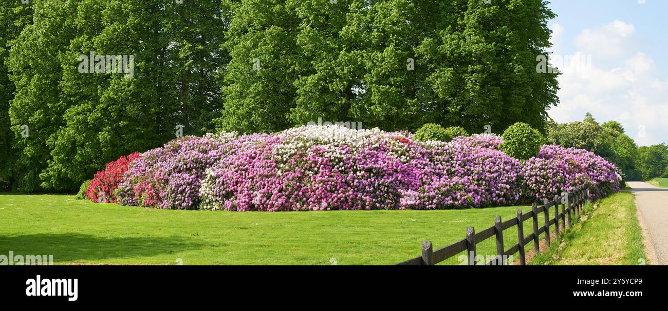 Nature, bush and environment with flowers in countryside for ...