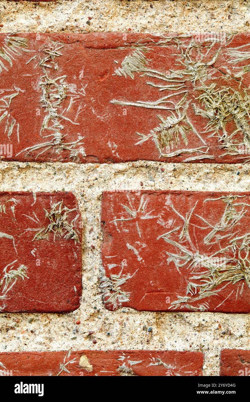 Wall, concrete and facebrick in building or city for architecture ...