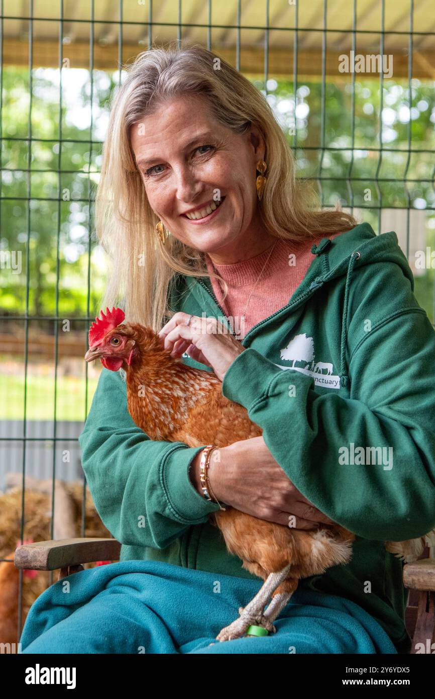 HRH The Duchess of Edinburgh meets Stumpy the rescued battery chicken ...