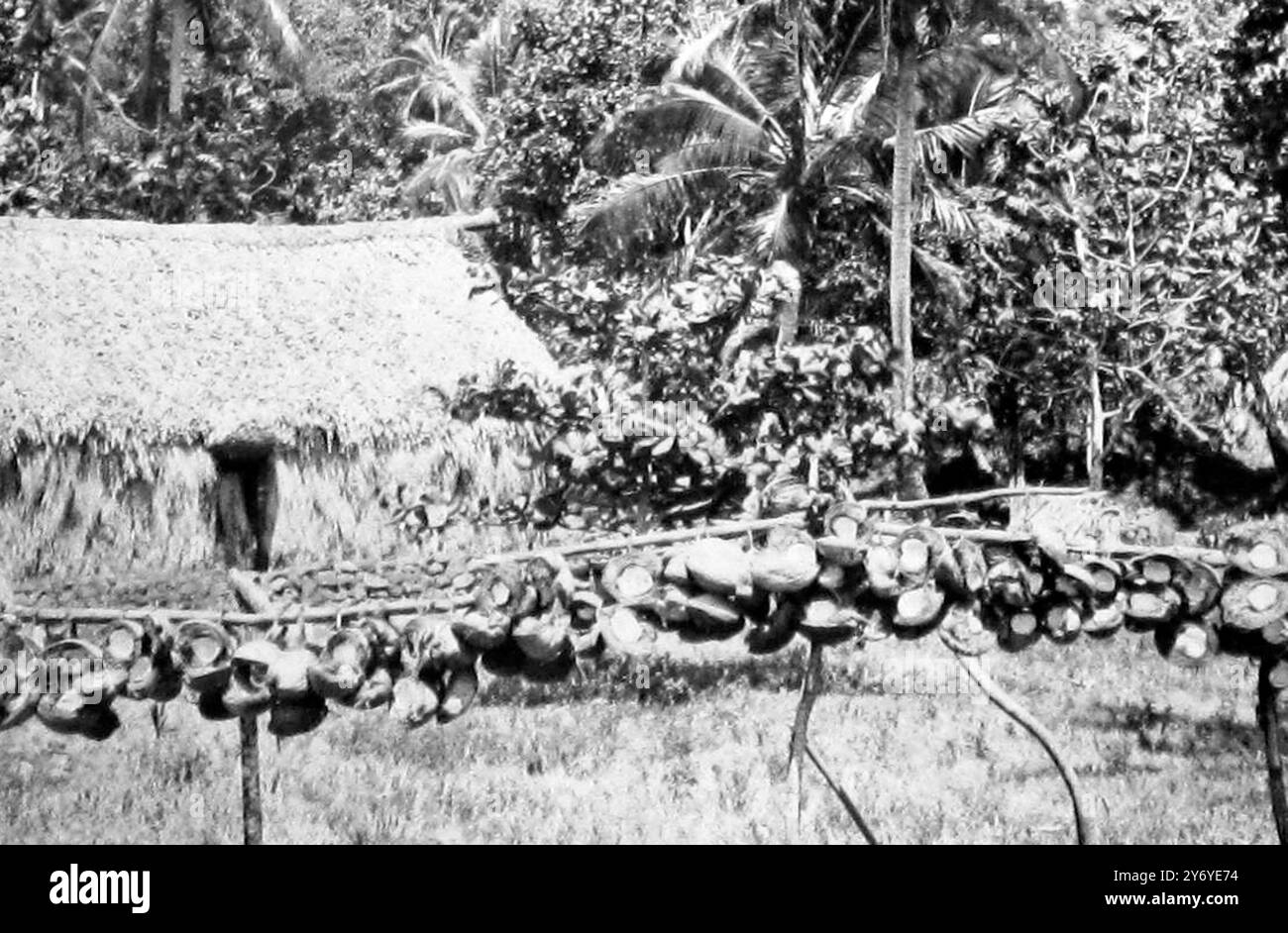 Drying copra, Fiji, Victorian period Stock Photo - Alamy