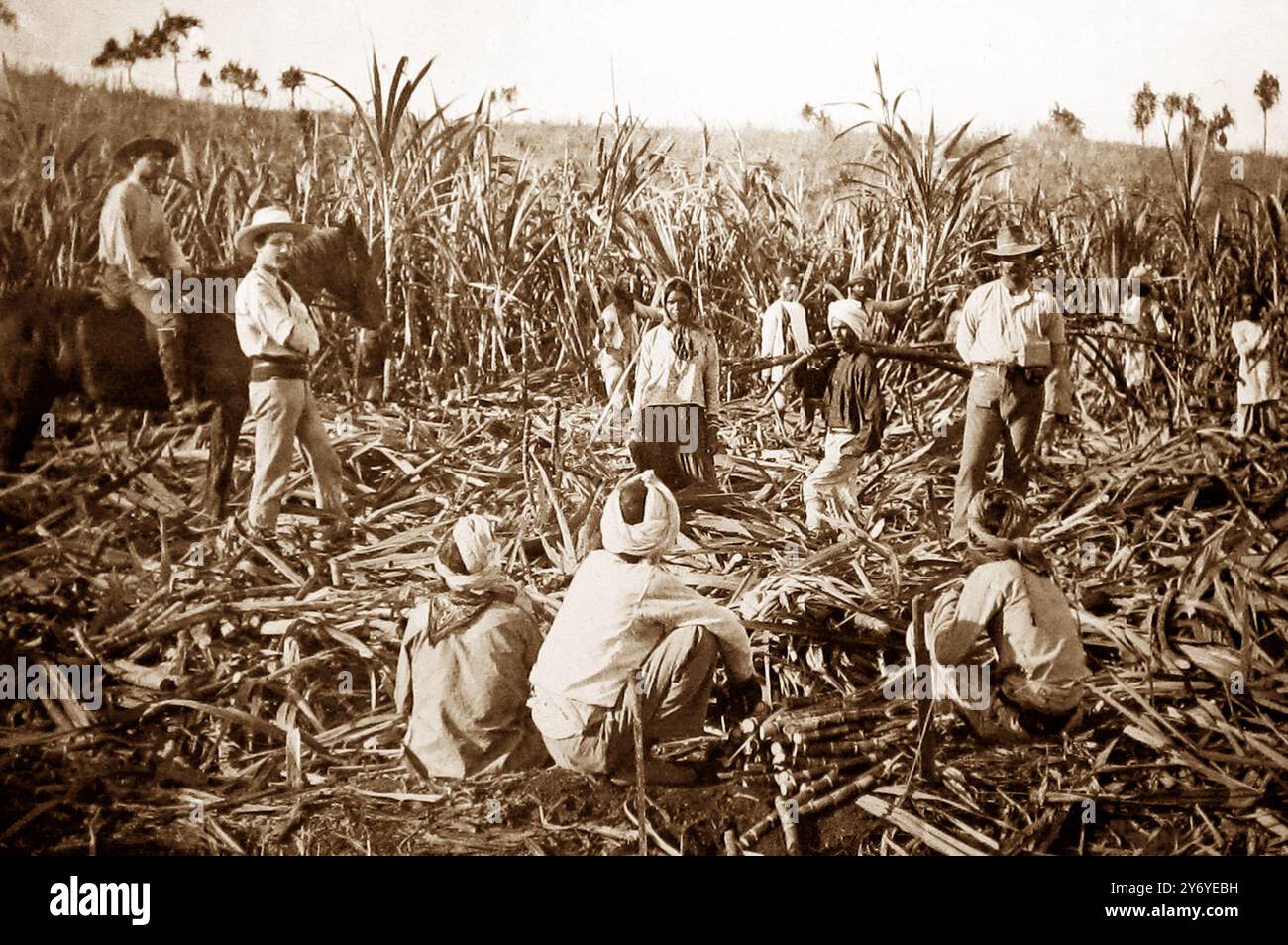 Cane sugar plantation, Ba, Fiji, Victorian period Stock Photo - Alamy