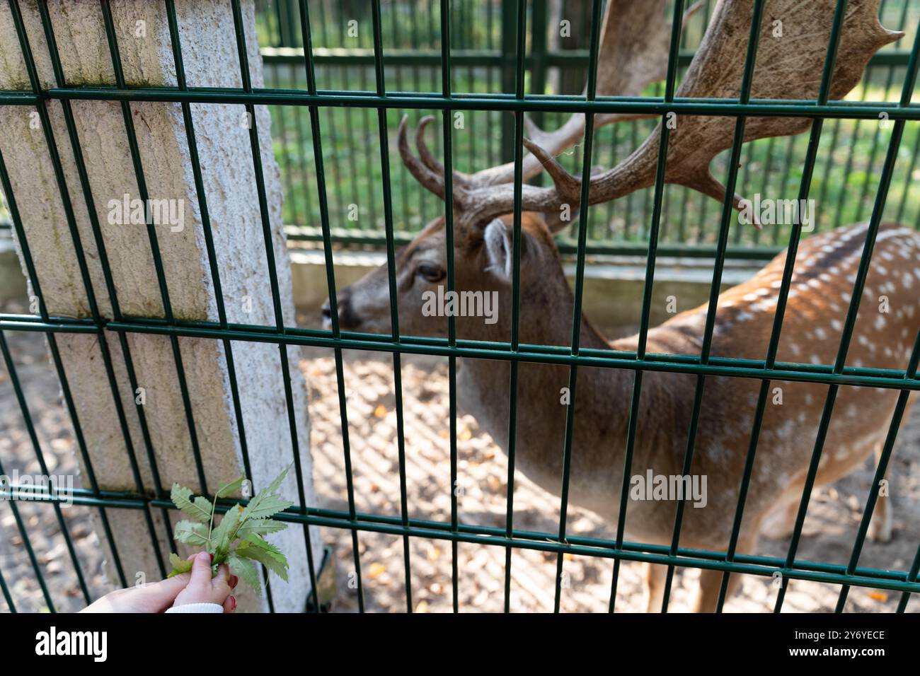 A child feeds the animals in the pens Stock Photo - Alamy