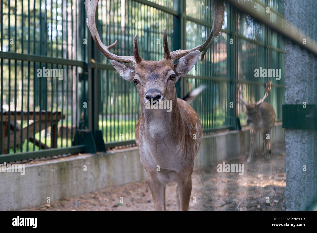 The young spotted deer in the enclosure looks straight ahead Stock ...