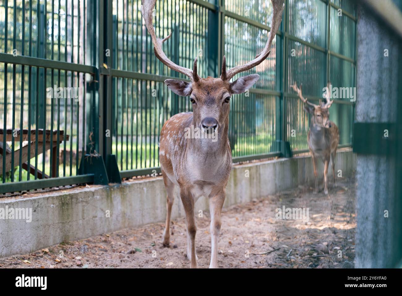 The young spotted deer in the enclosure looks straight ahead Stock ...