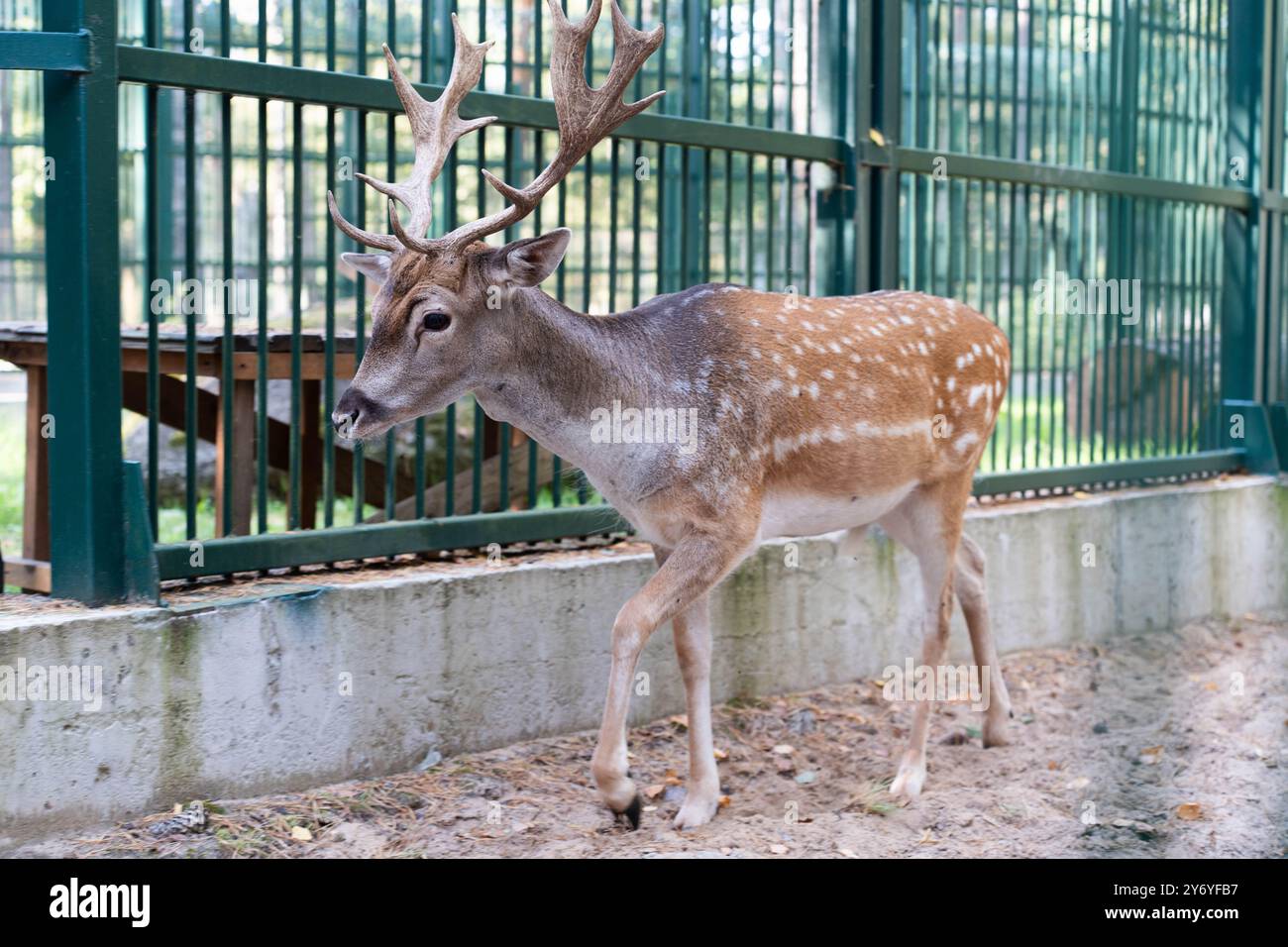 A young deer walks in the animal pen Stock Photo - Alamy