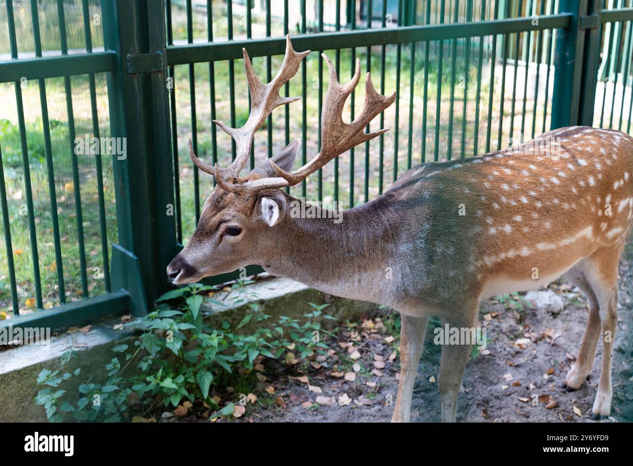 A young deer eats green grass in the pen Stock Photo - Alamy