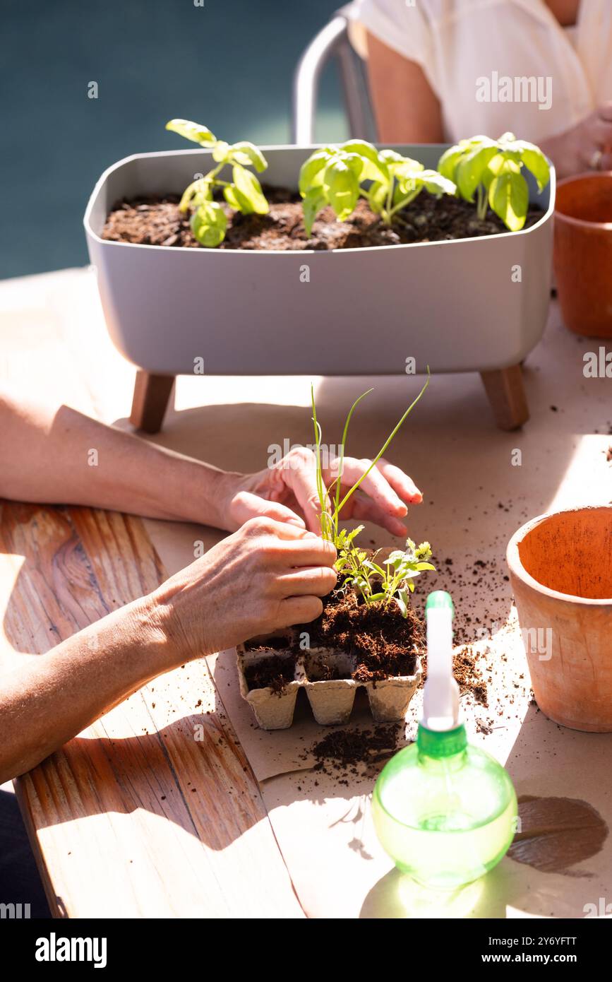 Gardening together, senior diverse friends planting seedlings at ...
