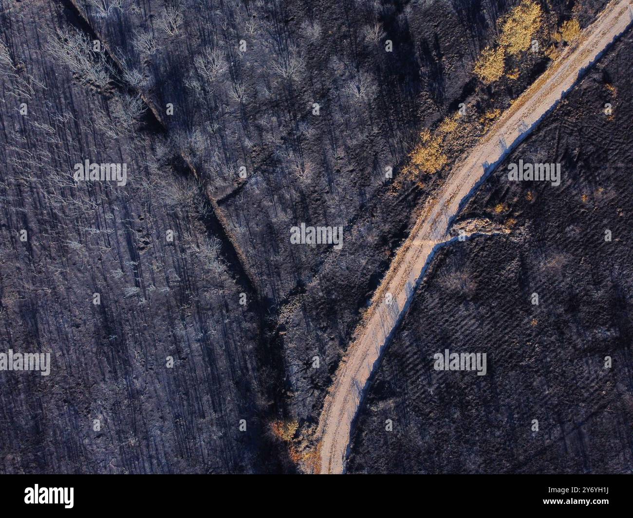 forest burned by a fire and a dirt road, aerial zenithal view with ...