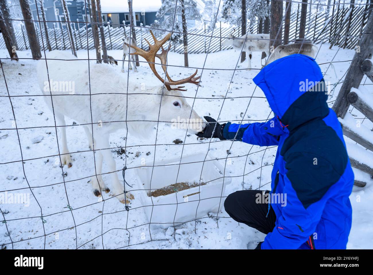 A reindeer enclosure next to the Levi ski resort, covered in snow in ...