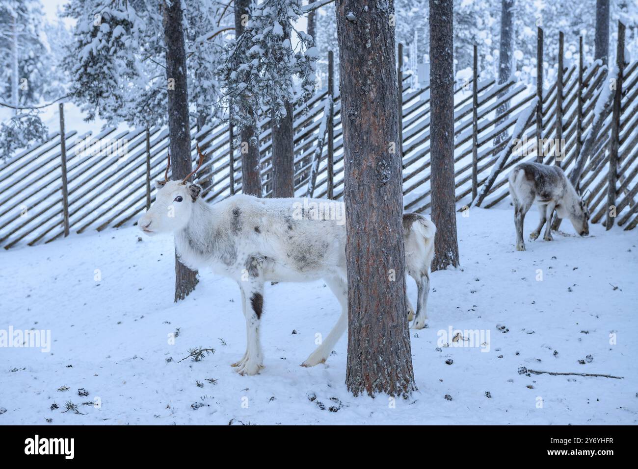 A reindeer enclosure next to the Levi ski resort, covered in snow in ...