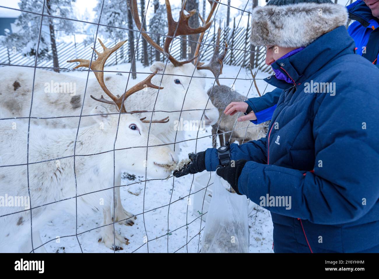 A reindeer enclosure next to the Levi ski resort, covered in snow in ...