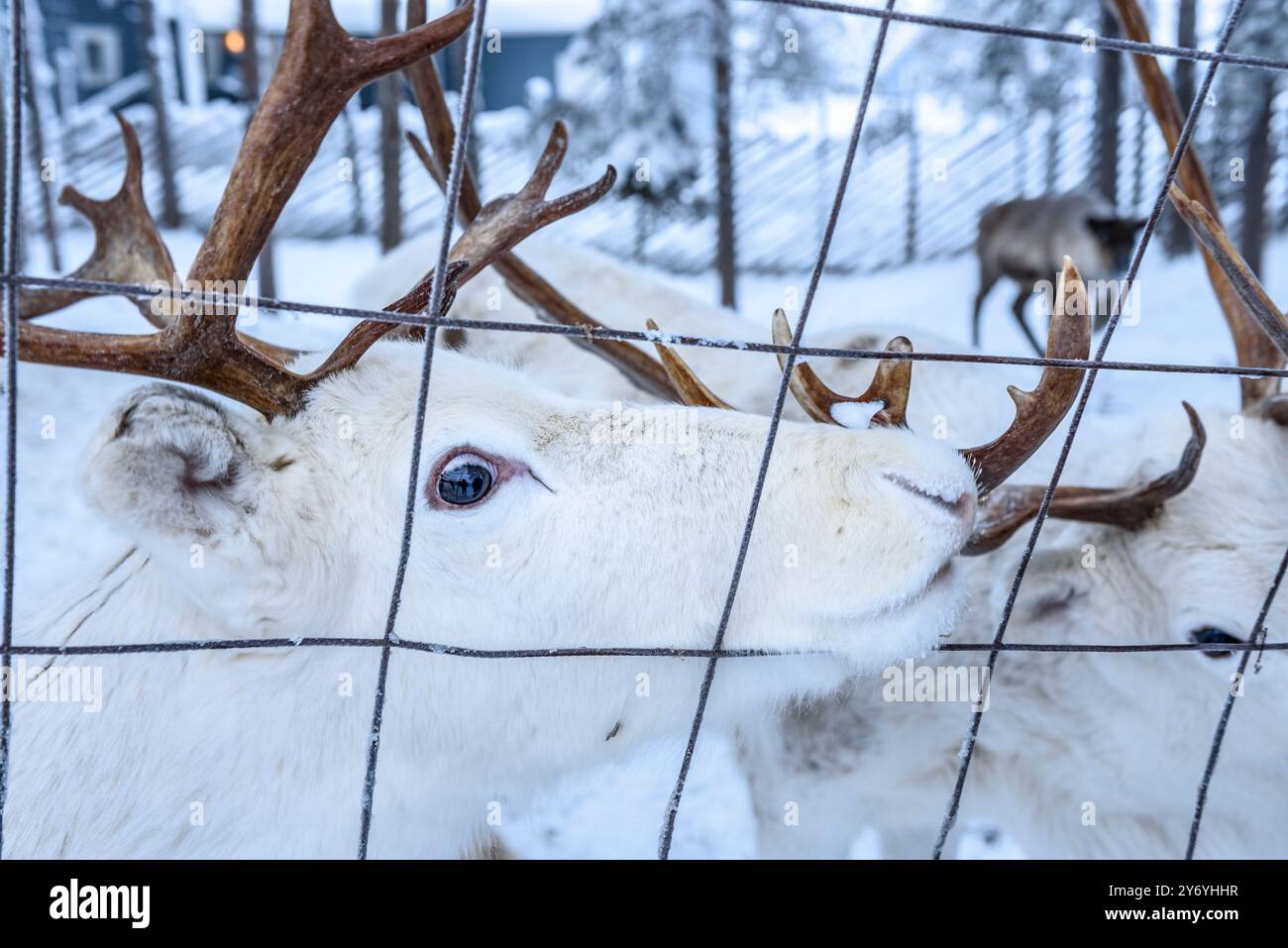Renos de animales hi-res stock photography and images - Alamy