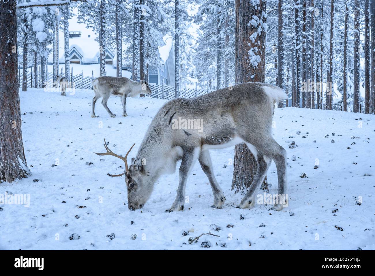 Renos de animales hi-res stock photography and images - Alamy
