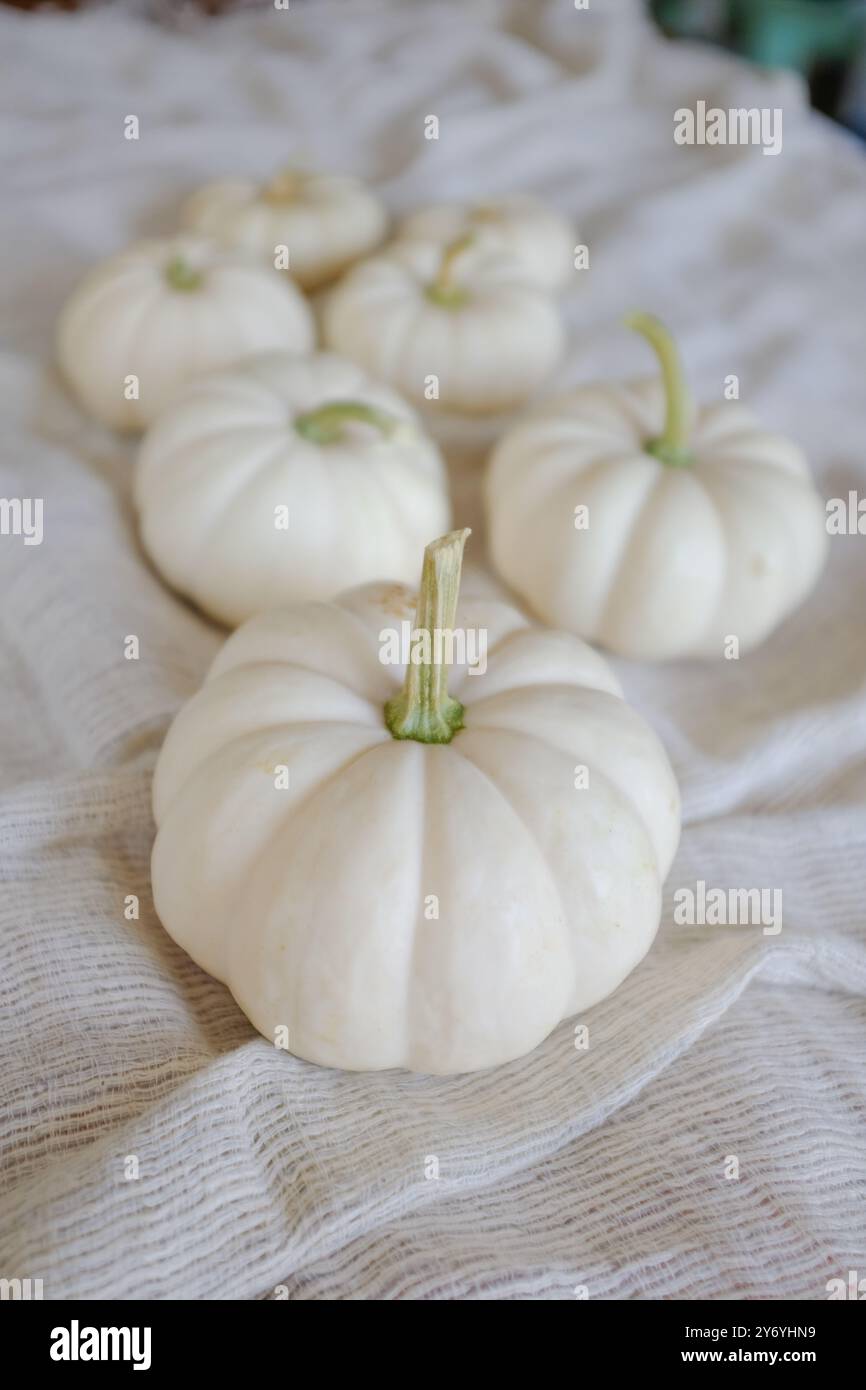 Small White Pumpkins On Textured Natural White Fabric Stock Photo - Alamy