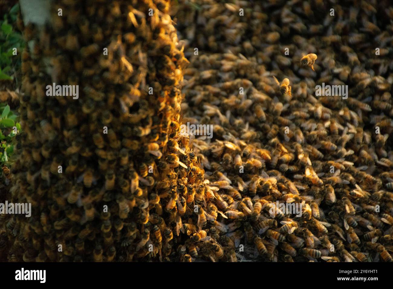 A Swarm of Honey Bees Gathers on the Small Tree and Grass Stock Photo ...
