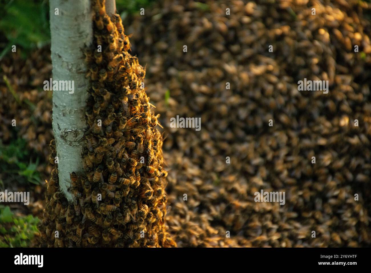A Swarm of Honey Bees Gathers on the Small Tree and Grass Stock Photo ...