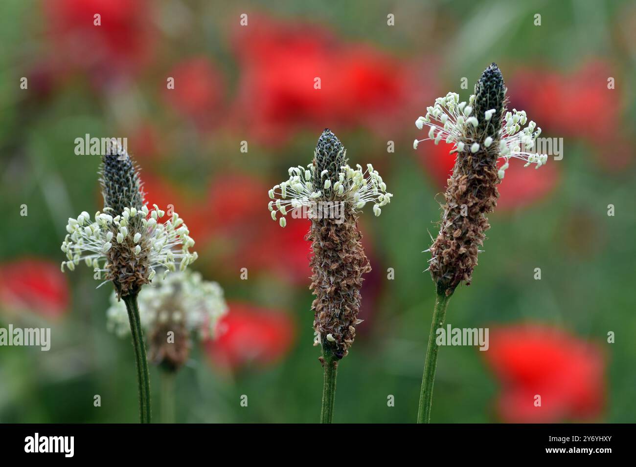 Flowers of ribwort plantain (Plantago lanceolata Stock Photo - Alamy