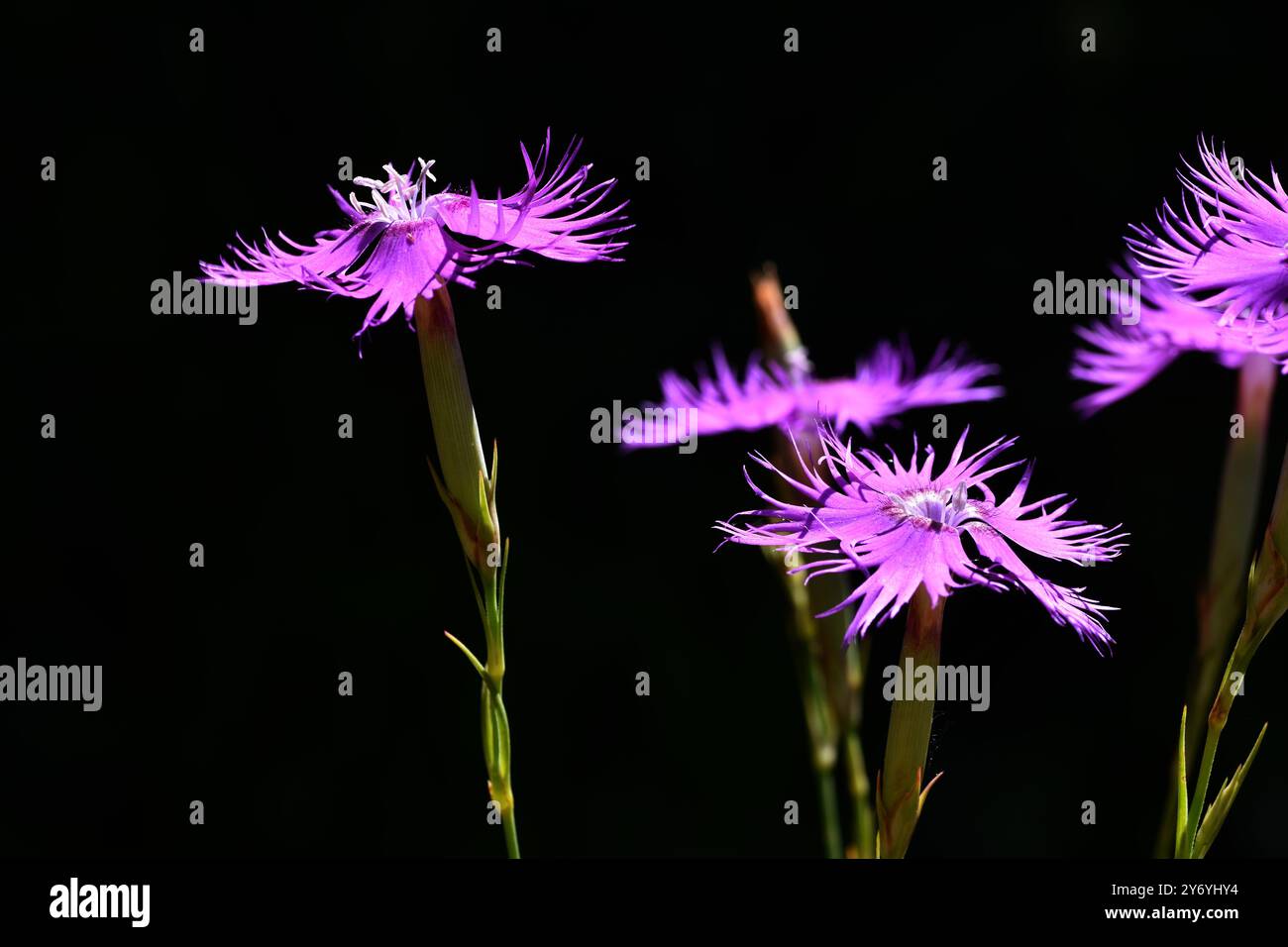 Pink flowers of the fringed pink (Dianthus hyssopifolius Stock Photo ...