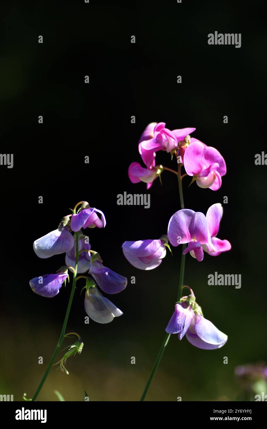 Pink flowers of the perennial peavine (Lathyrus latifolius Stock Photo ...