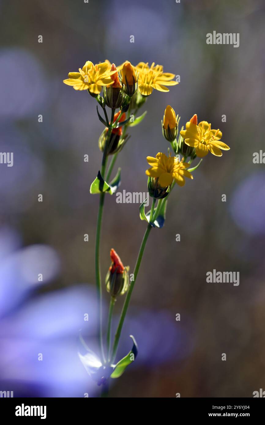 Yellow flowers of the yellow-wort (Blackstonia perfoliata Stock Photo ...