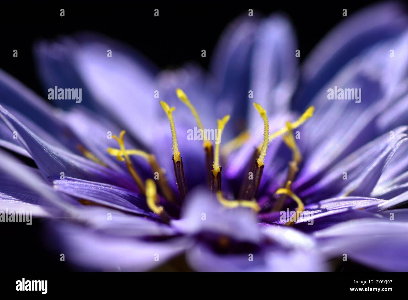 Macrophotography of Cupid's dart (Catananche caerulea Stock Photo - Alamy