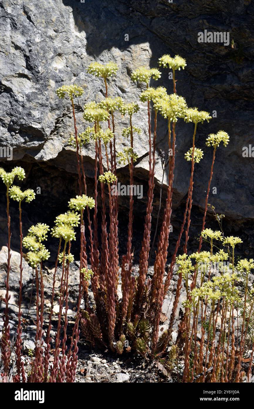 Yellow flowers of the lithophyte plant Sedum sediforme Stock Photo - Alamy